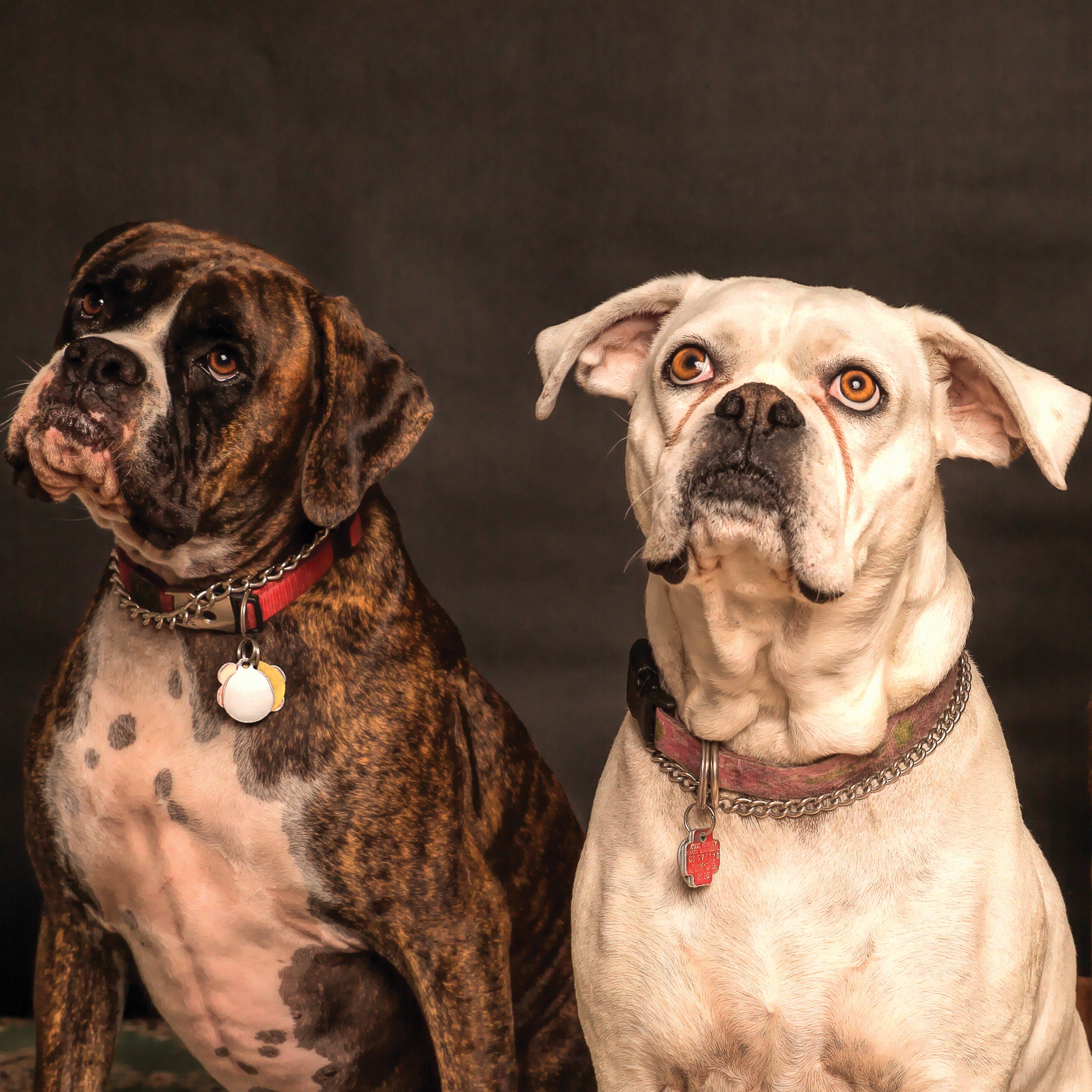 For Pets | All Natural Homestead Beef